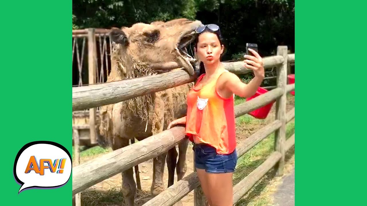 Watch | Funny AFV Videos | The Funniest Videos on The Internet